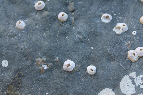 Subspecies Balanus laevis nitidus · iNaturalist
