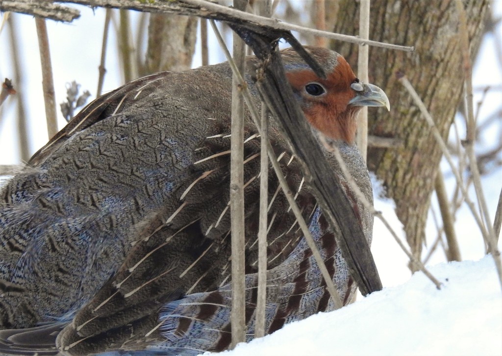 Gray Partridge from Brant, ON, Canada on January 20, 2020 at 04:49 PM ...