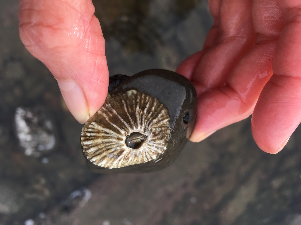Barnacles from Duxbury Reef, Marin County, US-CA, US on January 20 ...