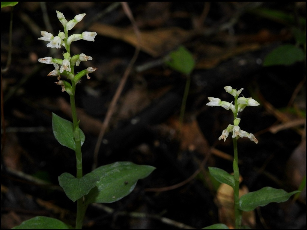 Jug Orchid in August 2018 by Mark Kenderdine · iNaturalist