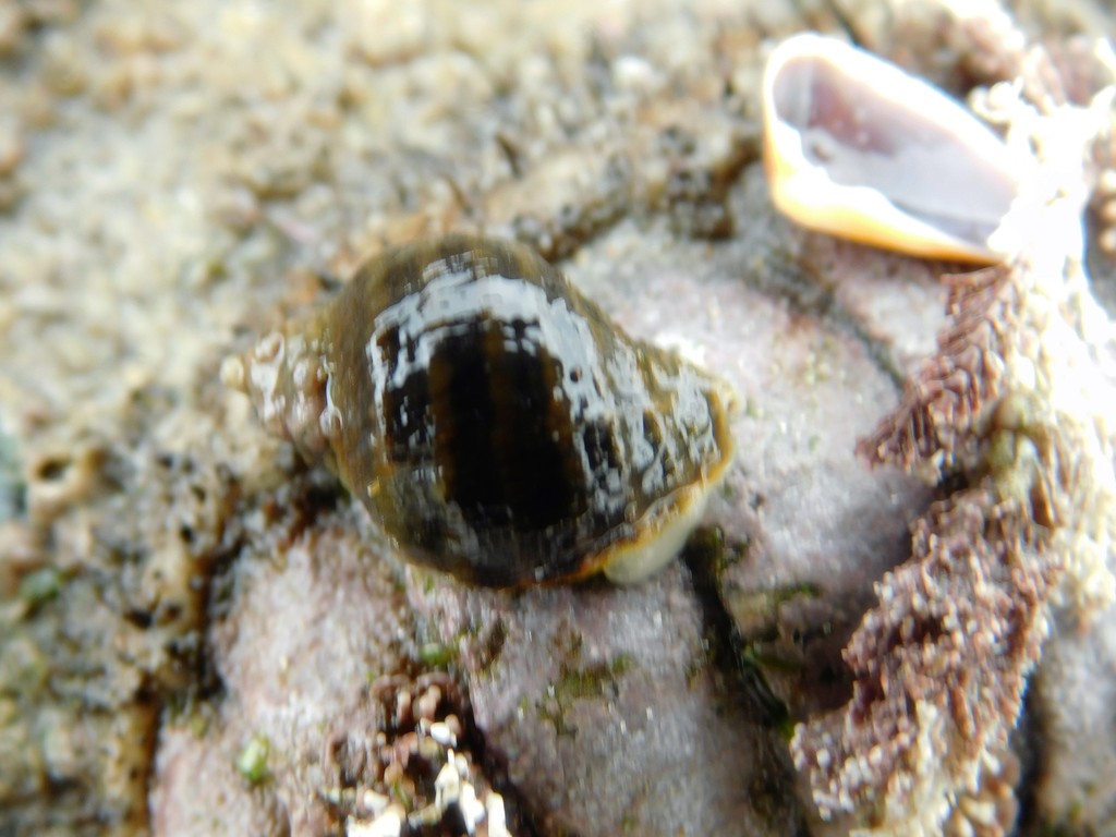 Emarginate Dogwinkle (Multi-Agency Rocky Intertidal Network ) · iNaturalist