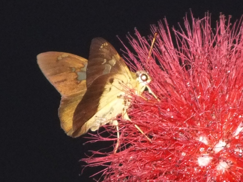 Nascus solon (Plötz, 1882)