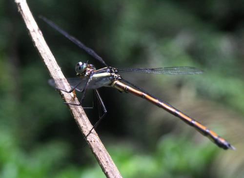Philoganga loringae · iNaturalist United Kingdom