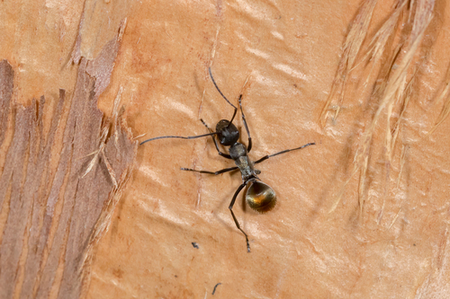 Subspecies Polyrhachis ammon angusta · iNaturalist