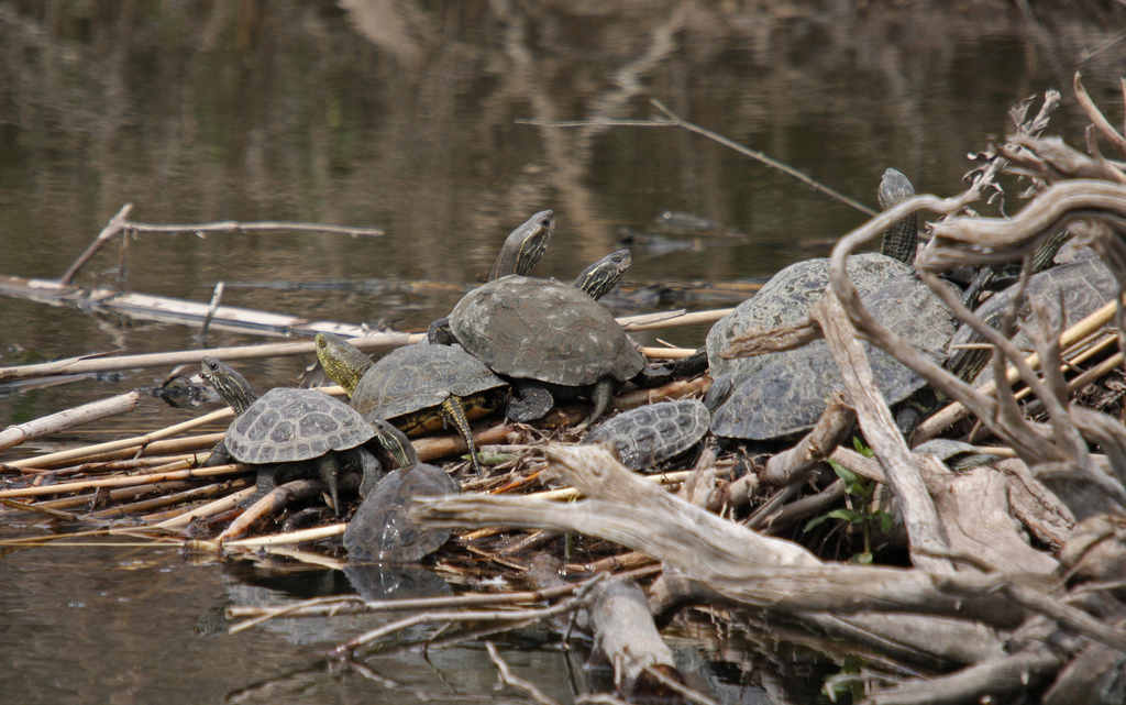 Hellenic Pond Turtle in April 2009 by Christoph Moning · iNaturalist