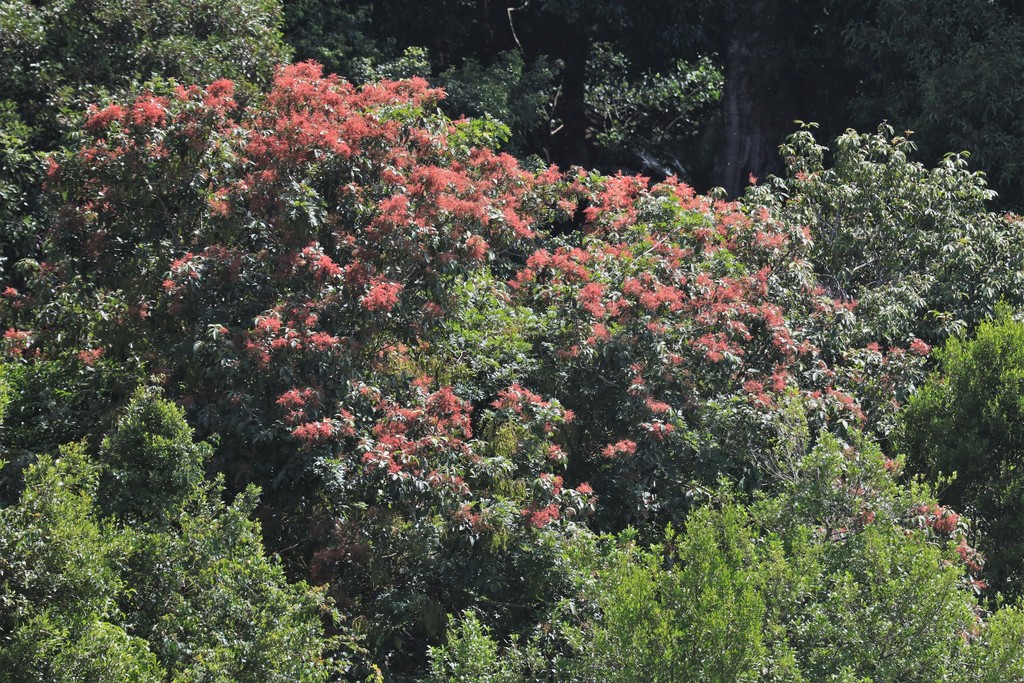 Soft Corkwood from Dorrigo Mountain NSW 2453, Australia on January 21 ...