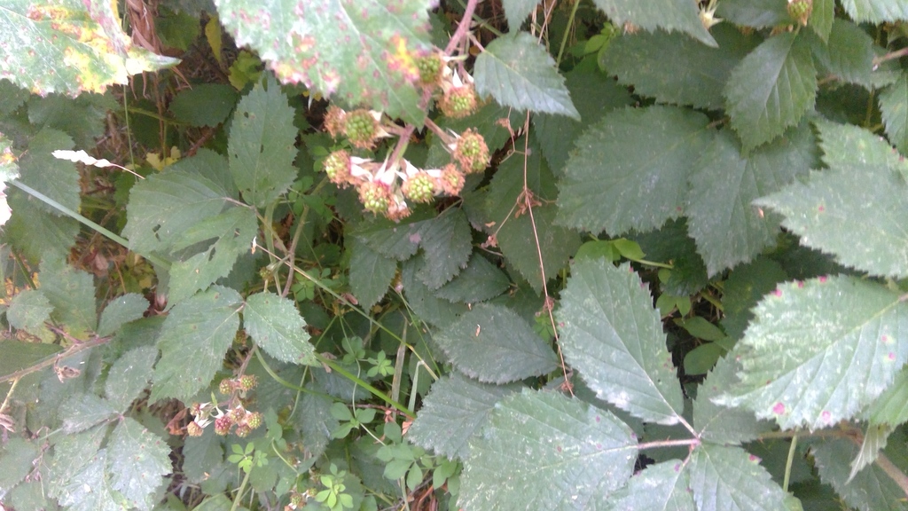 (Rubus) - Botanical Realm