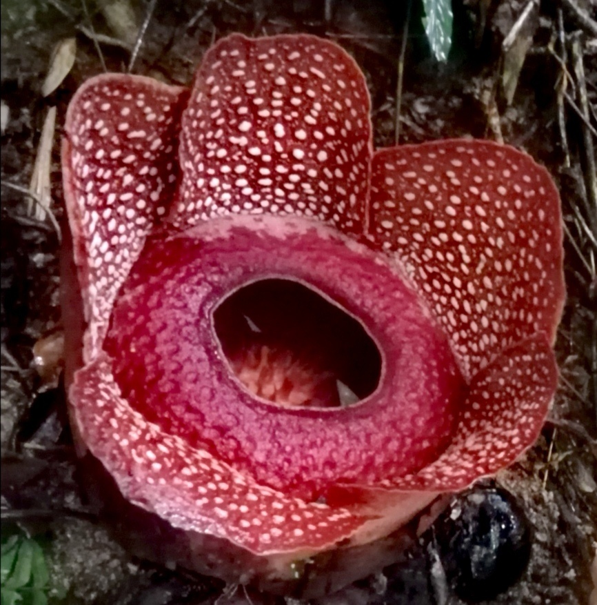 Rafflesia mira in May 2019 by anncabras24 · iNaturalist
