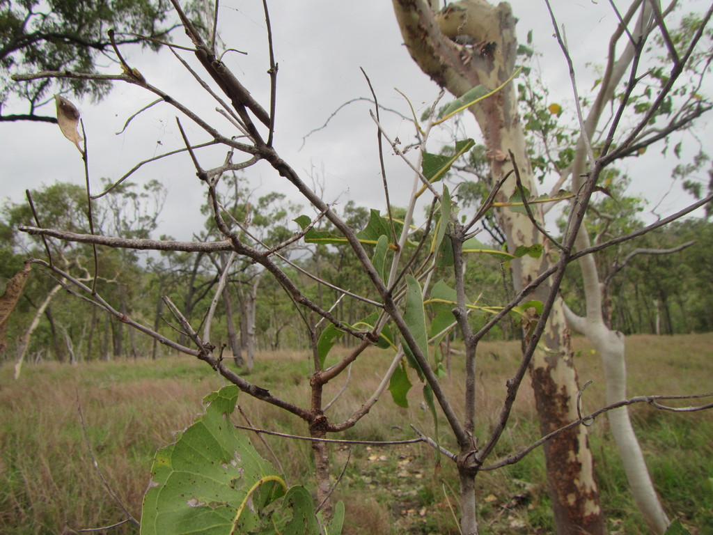 Darwin Stick Insect from Townsville QLD, Australia on November 9, 2017 ...