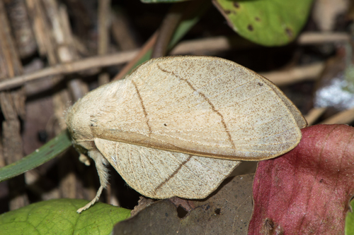 Sonitha integra · iNaturalist