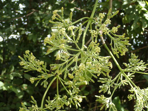 Boone Alstonia (Alstonia boonei) · iNaturalist