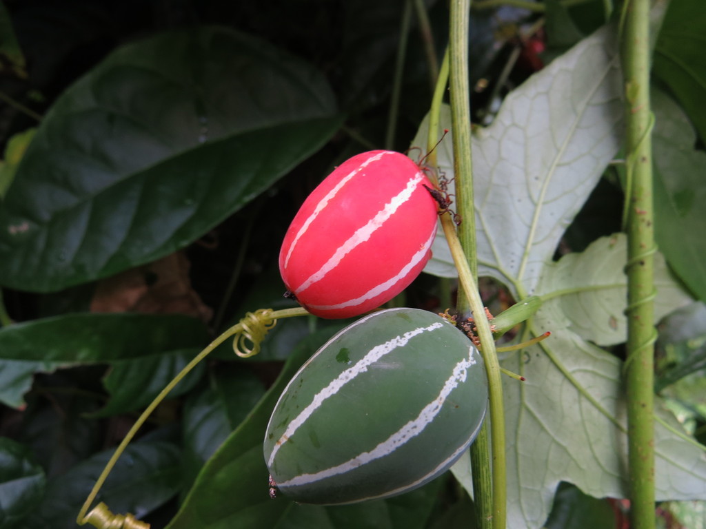 gourd family (Cucurbitaceae) - Botanical Realm