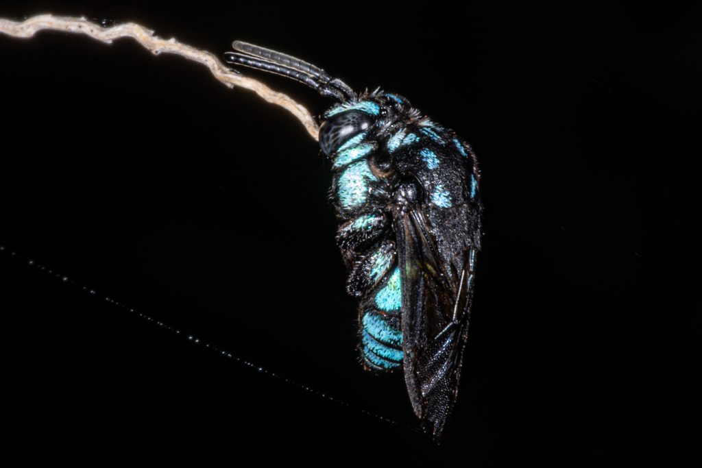 Thyreus nitidulus nitidulus from Sydney NSW, Australia on December 15 ...