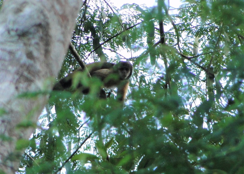 Buff-headed Capuchin (Sapajus xanthosternos) - Know Your Mammals