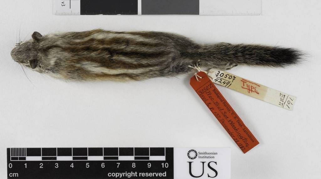 Alpine Chipmunk (Neotamias alpinus) - Know Your Mammals