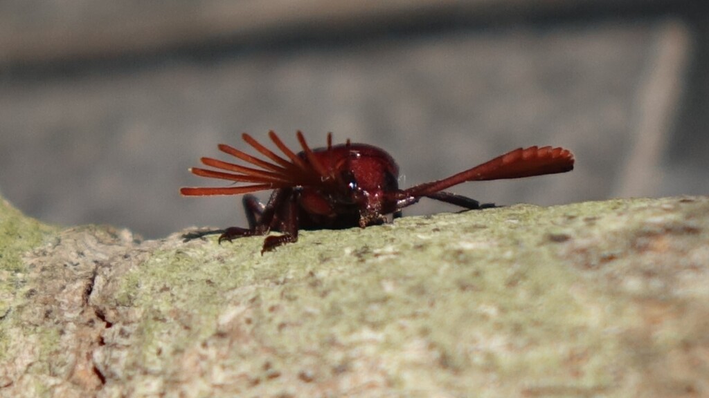 Callirhipid Cedar Beetles from Central, SG on December 15, 2025 at 10: ...