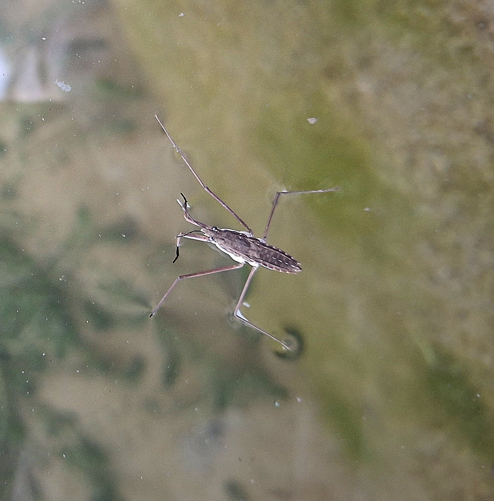 North American Common Water Strider from Rexburg, ID, USA on October 7 ...