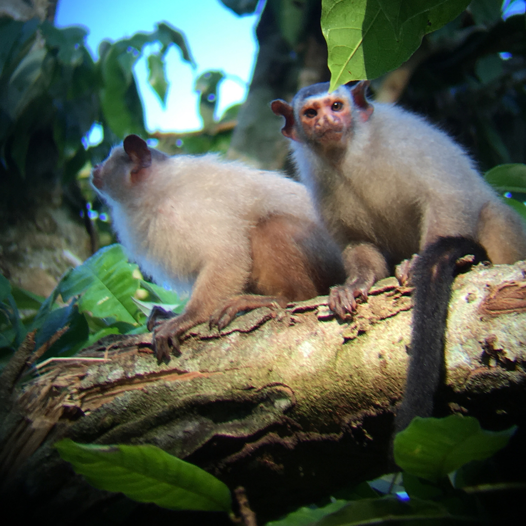 Marmosets and Tamarins (Callitrichidae) - Know Your Mammals