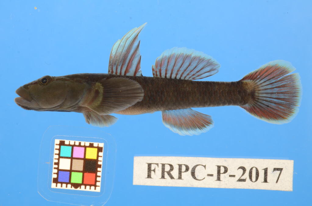 Lizard Goby (Rhinogobius flumineus) - Marine Life Identification