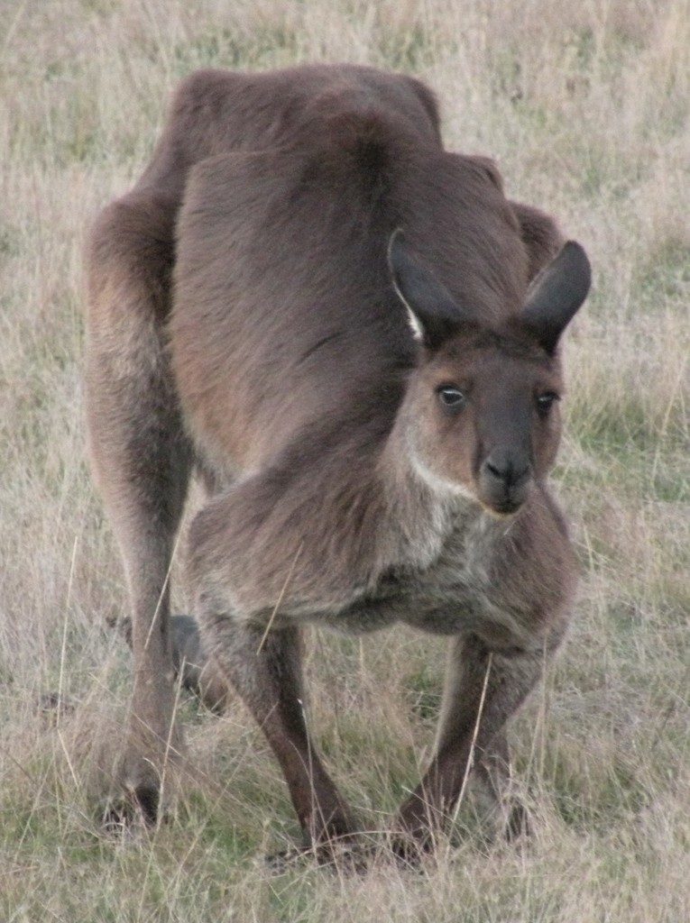 Kangaroo Island Kangaroo (Macropus fuliginosus fuliginosus) - Know Your ...