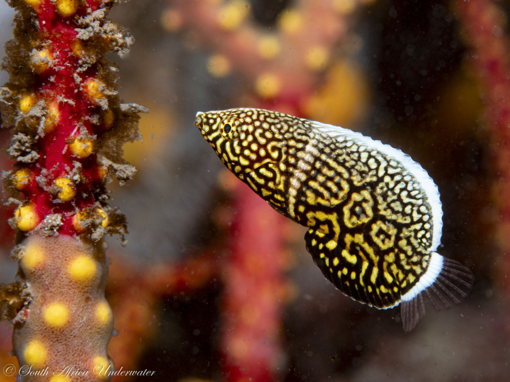 Lined Wrasse (Anampses lineatus) - Marine Life Identification