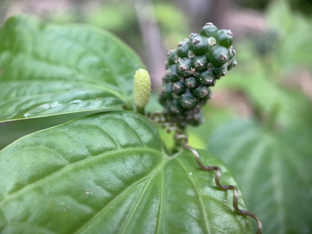 Lolot Pepper (Piper sarmentosum) - Botanical Realm