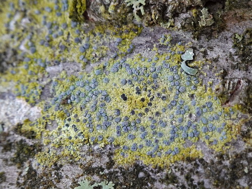 Frosted Comma Lichen (Chrysothrix caesia) · iNaturalist