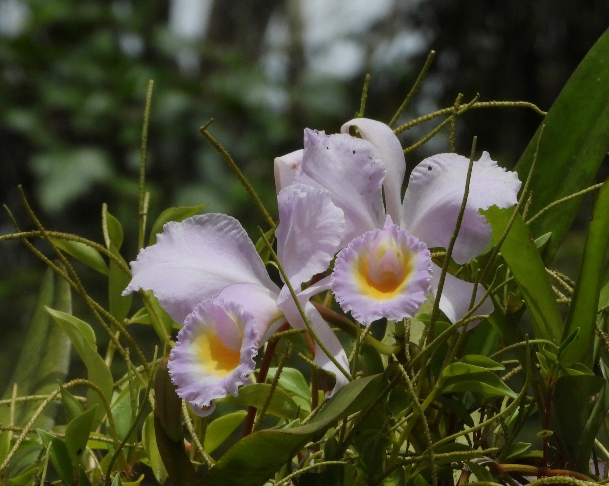 Cattleya schroederae (Rchb.f.) Sander