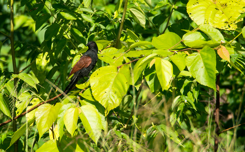 Philippine Coucal (Mt. Pulag Biodiversity) · iNaturalist