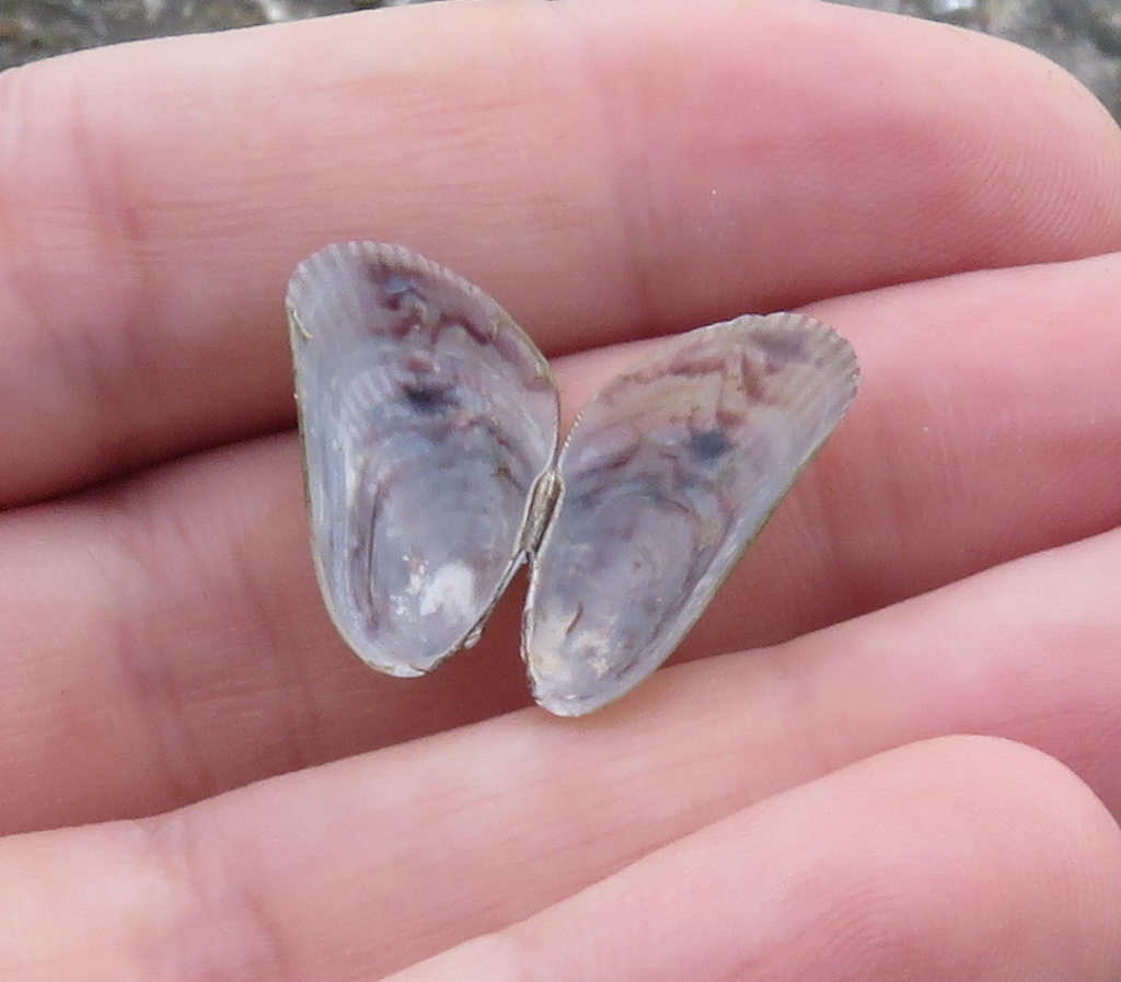 Asian Date Mussel from Marin County, CA, USA on January 20, 2020 at 12: ...