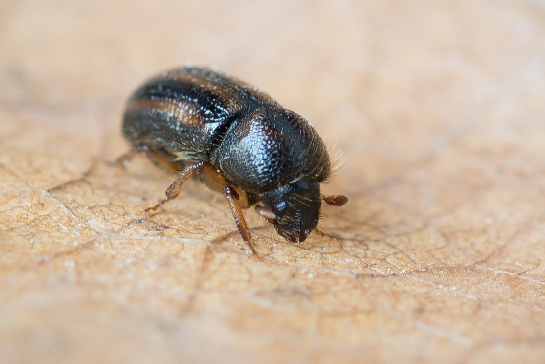 Trypodendron signatum (J.C.Fabricius, 1792)