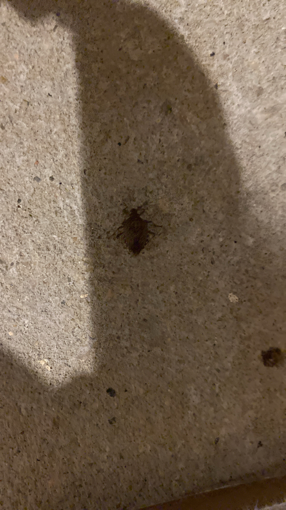 Brown Marmorated Stink Bug from Cedarbrook Rd, Jonesville, NC, US on ...