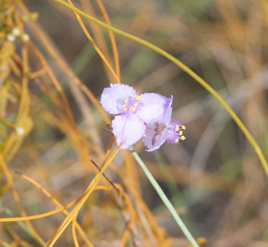 Scrub roseling from Martin County, FL, USA on November 11, 2025 at 12: ...