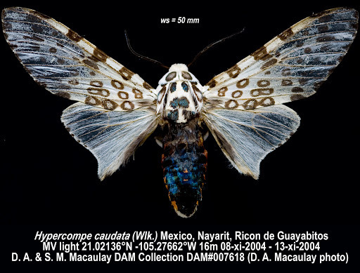 Hypercompe caudata from Ricon de guayabitos on November 8, 2004 by Doug ...