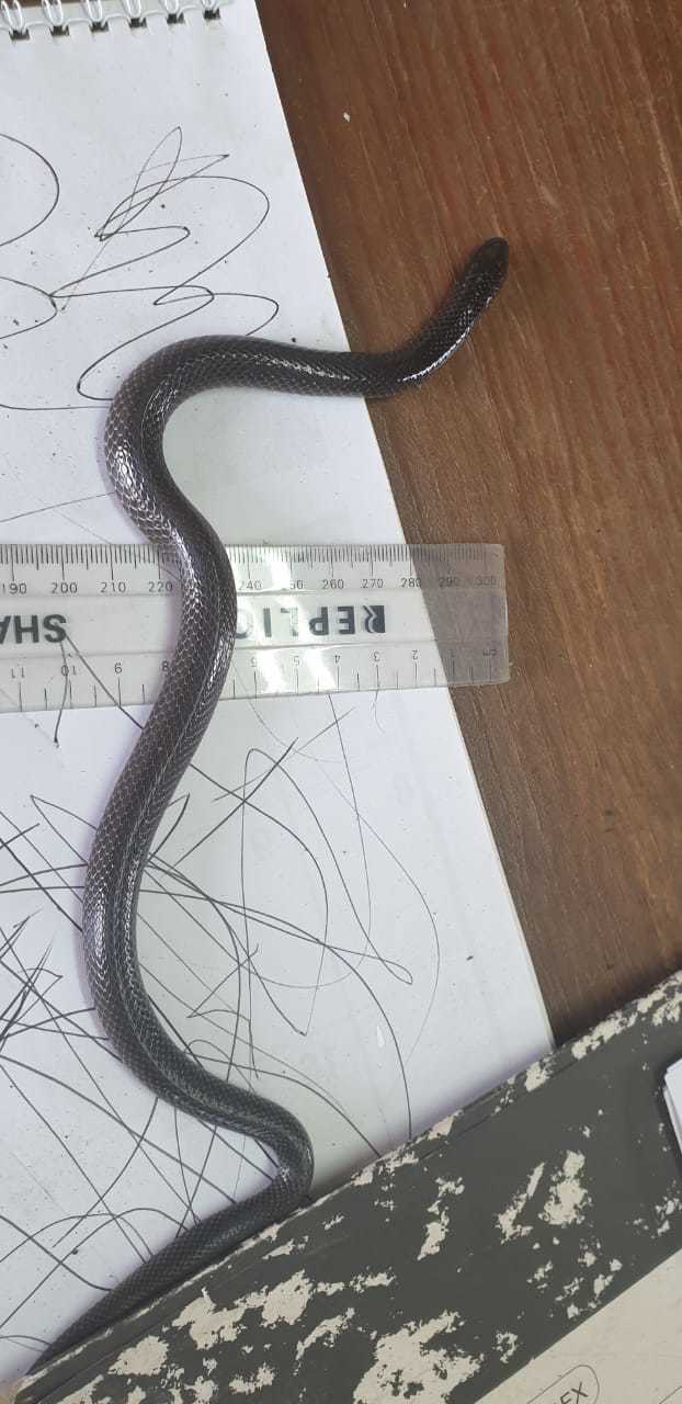 Amblyodipsas concolor (Smith, 1849)