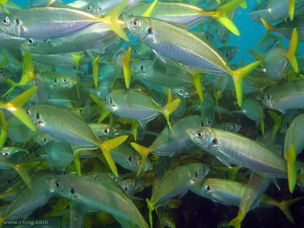 Yellowtail Scad (Trachurus novaezelandiae) - Marine Life Identification