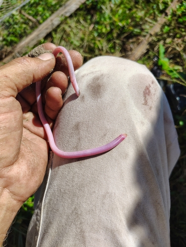 Florida Worm Lizard (Rhineura floridana) - Snakes and Lizards