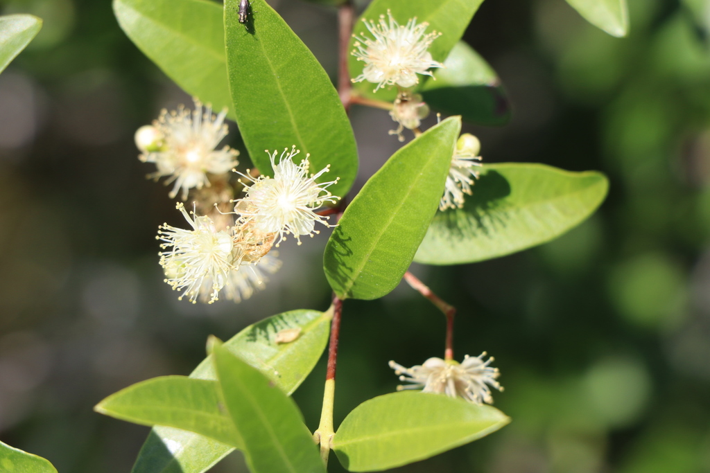 guayabo colorado (Especies Vegetales "Parque Delio Panizza") · iNaturalist