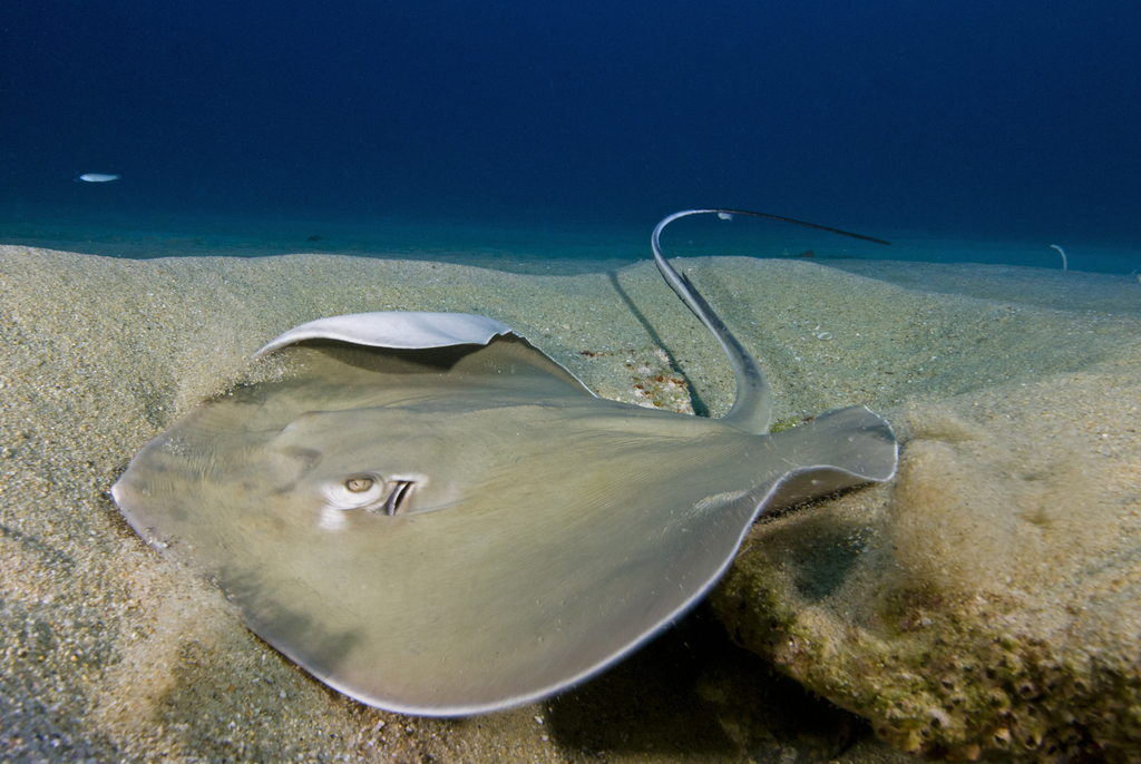 Longtail Stingray (Batoids of the World) · iNaturalist