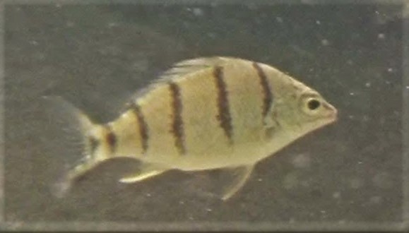 Grunters (Terapontidae) - Marine Life Identification