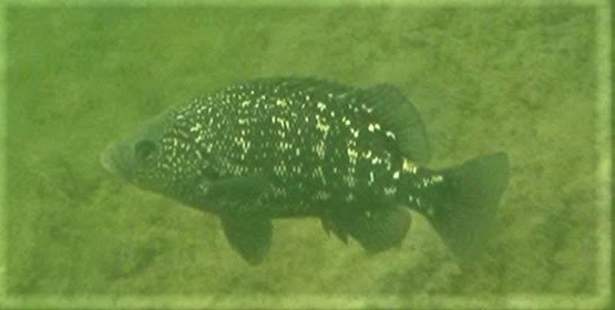 Coal Grunter (Hephaestus carbo) - Marine Life Identification