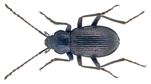 Euboeus superbus · iNaturalist