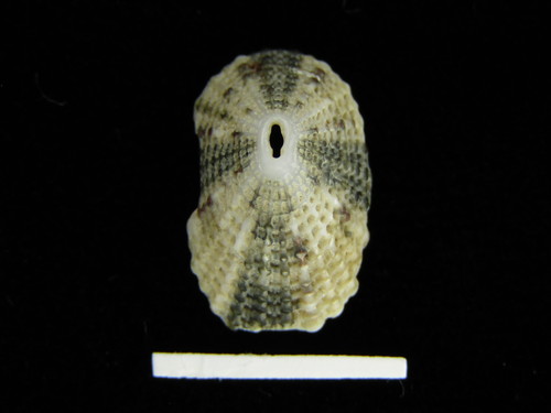 Diodora quadriradiata · iNaturalist Mexico