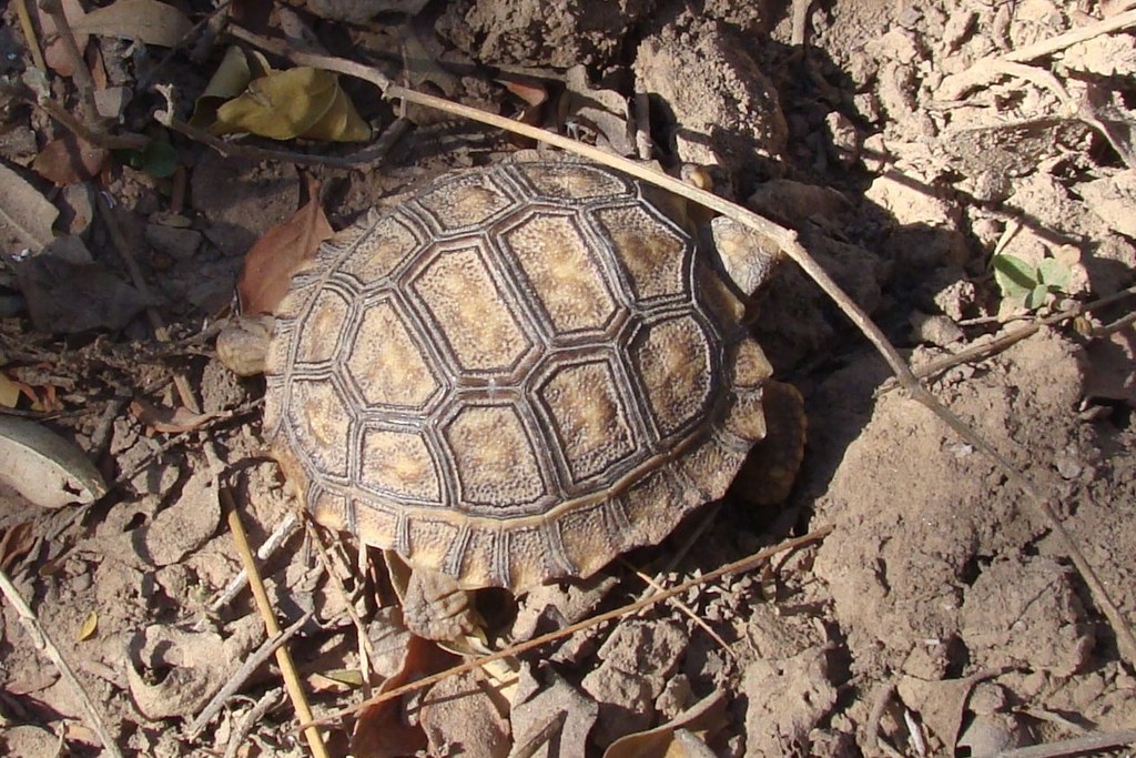 Chaco Tortoise in August 2009 by edu_bal · iNaturalist