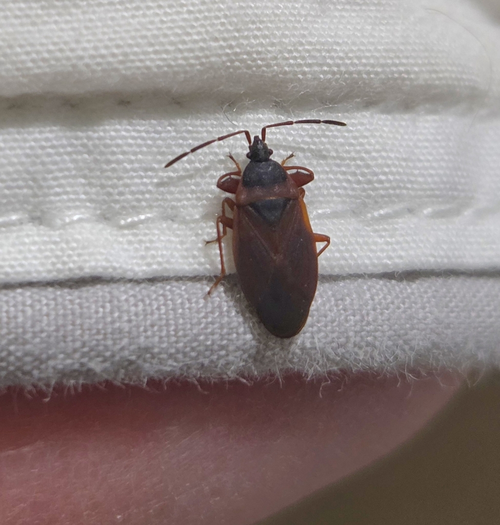 Gastrodes pacificus from Silver Beach, Bellingham, WA, USA on December ...