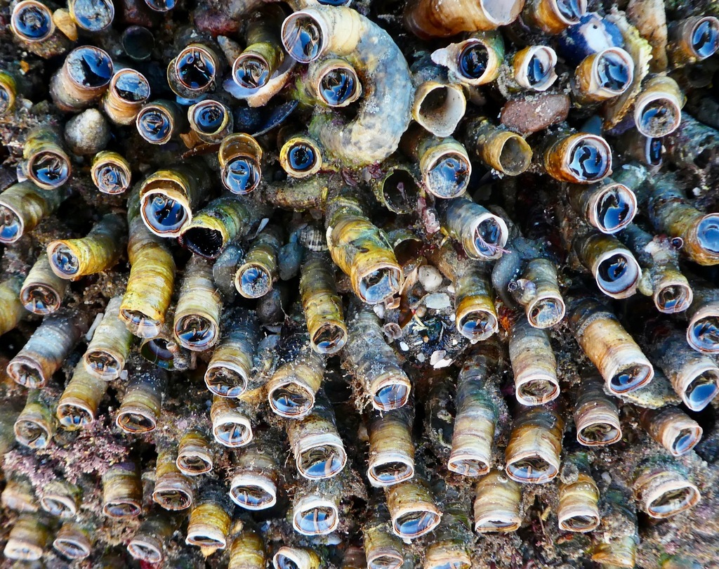 Scaled Worm Snail from Eastern Malibu, Malibu, CA, USA on January 21 ...