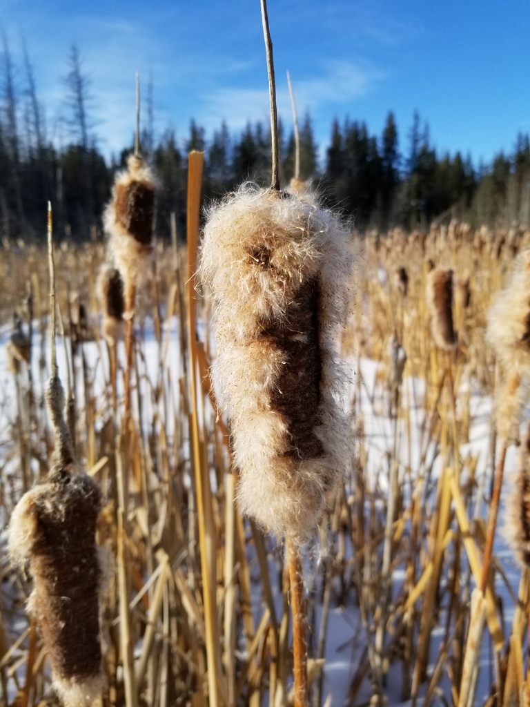broadleaf cattail from Southwest Calgary, Calgary, AB, Canada on ...