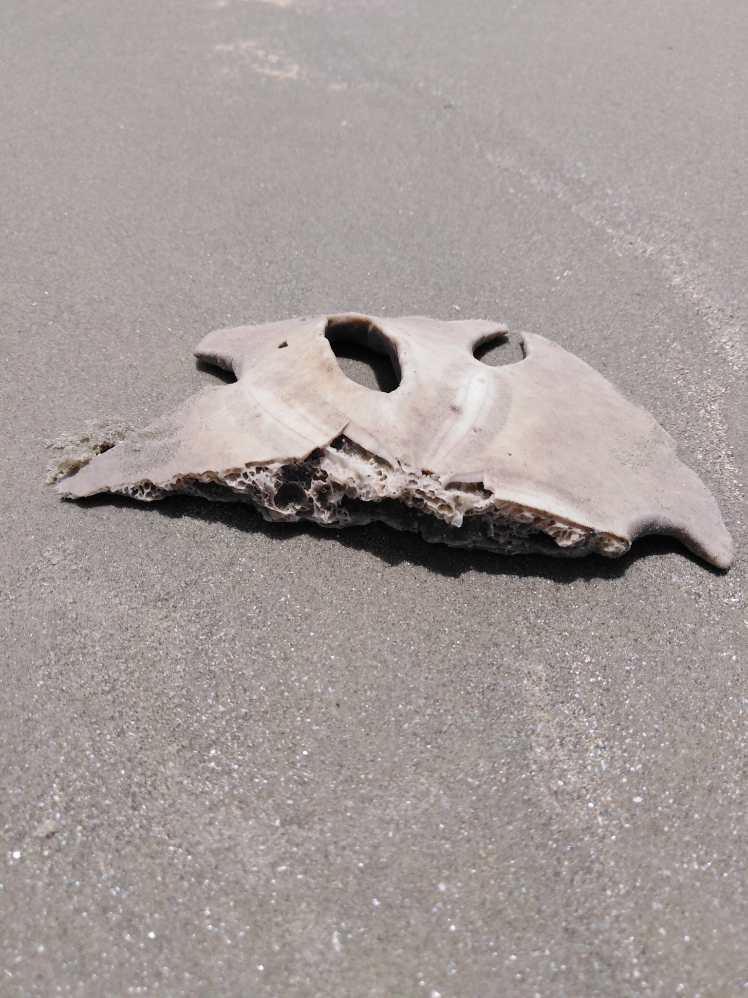 Encope emarginata (Leske, 1778)