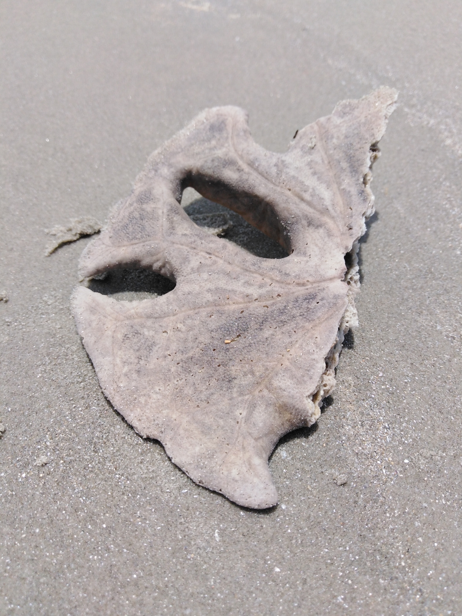 Encope emarginata (Leske, 1778)