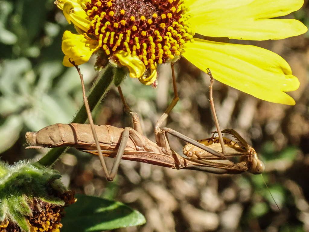 California Mantis from Lake Murray, San Diego, CA, USA on December 17 ...